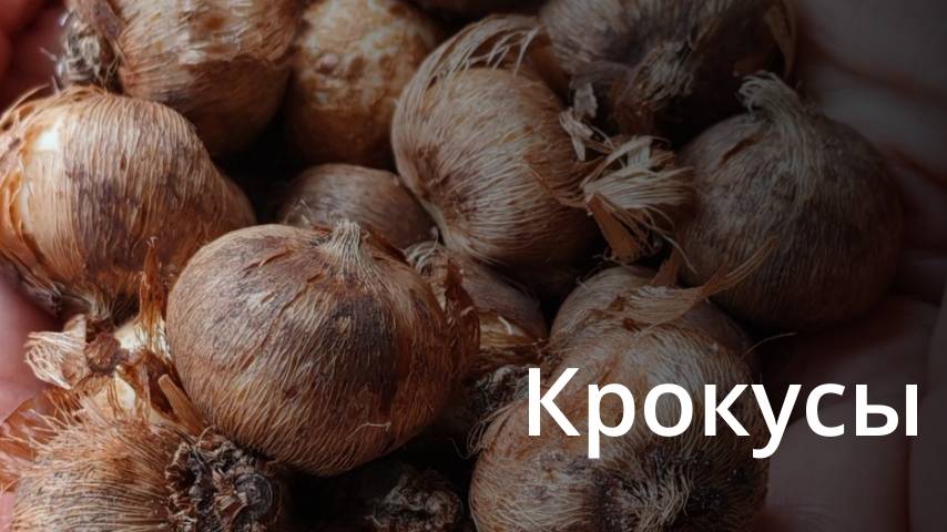 Крокусы
