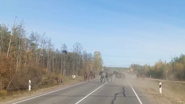 Лошади перекрыли дорогу