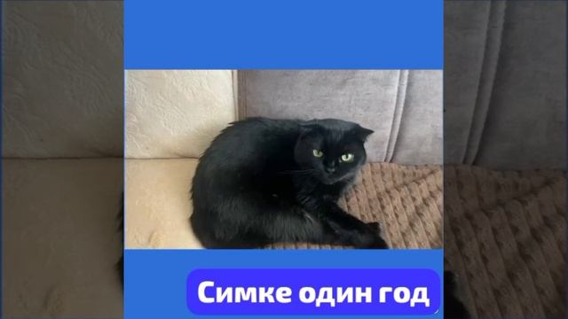 Из погибающего котенка  в красивую кошку. Эпизод через год после спасения. Немного истории.