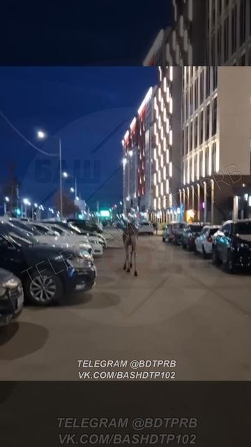 Кажется тот же лось бродит  по Планете