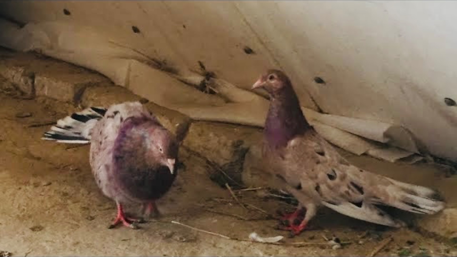 Бакинские голуби, молодежь: Первые тренировки голубей! Baku Pigeons. The first training of pigeons!
