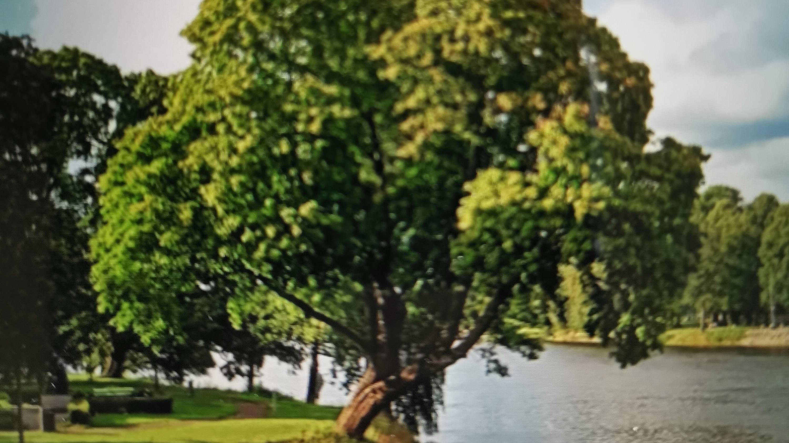 Липа вековая