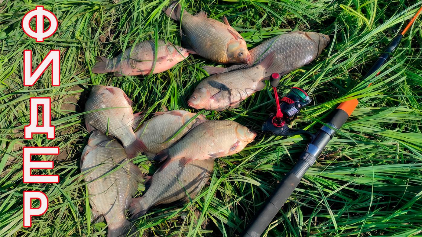 КАРАСЬ на фидер.