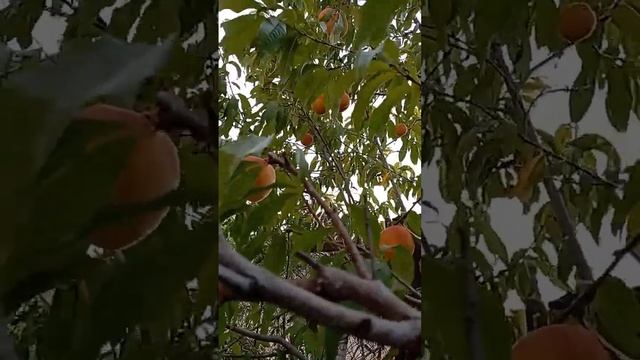 Сад Универсолиса, плоды сотворчества и огонь трансформации в печи. Мир Универсологии