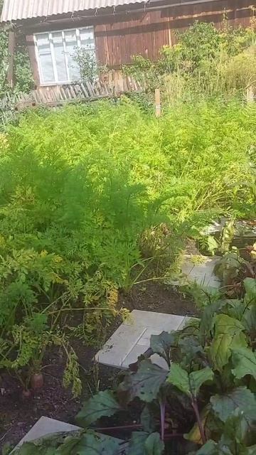 Сибирская дача прекрасна