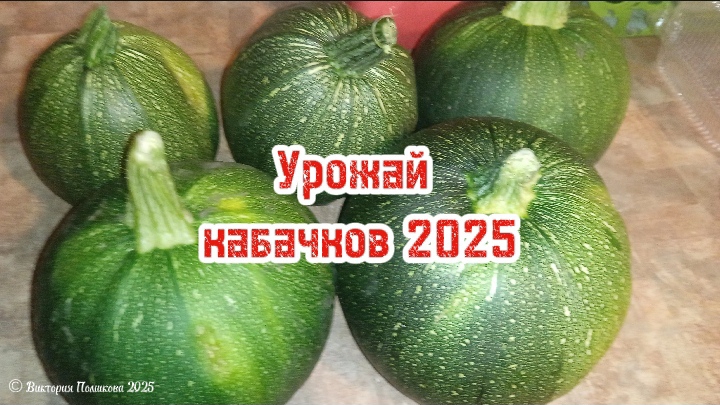 Урожай кабачков Аппетитный горшочек, круглые кабачки, подходят для фарширования как горшочки