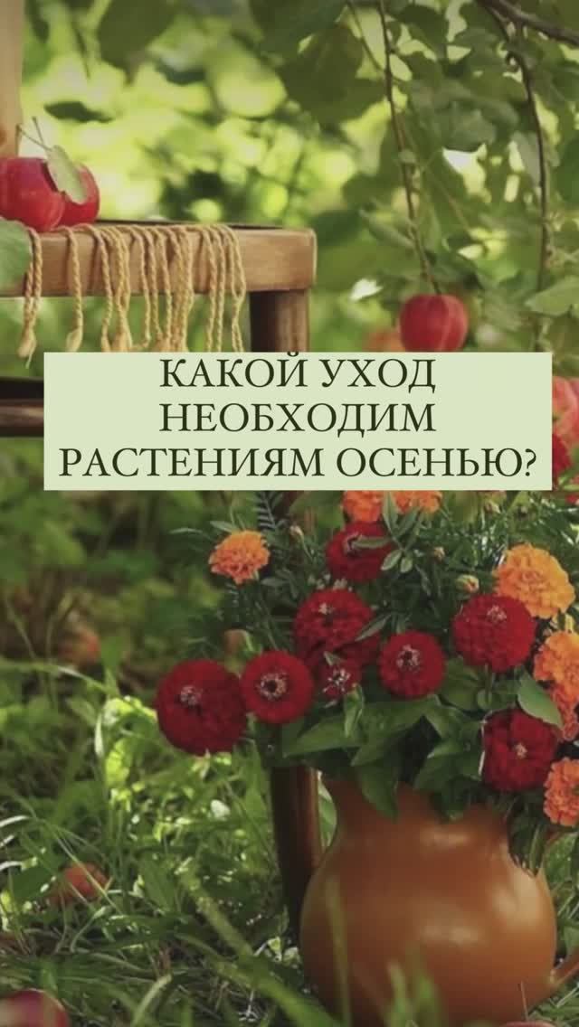 Какой уход необходим растениям осенью?