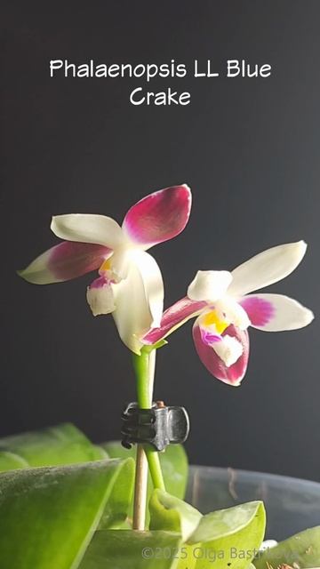 Phalaenopsis LL Blue Crake
