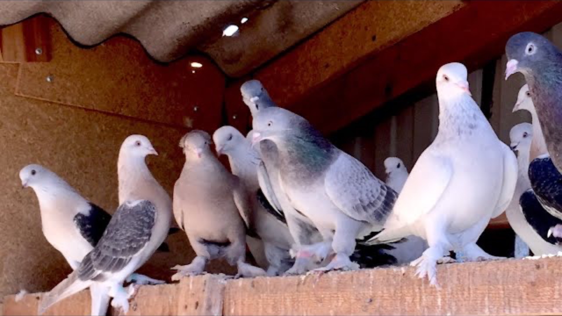 Голуби Турецкая Такла! Super Turkish Takla pigeons Селекционер Санжах.