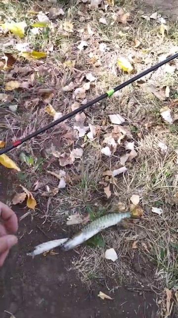 Щука - карандаш