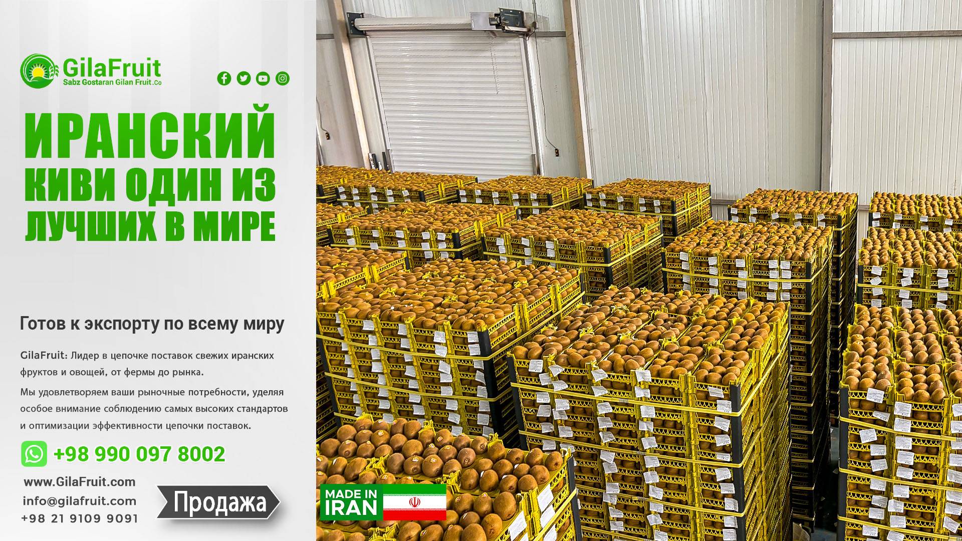 Иранский киви – один из лучших в мире