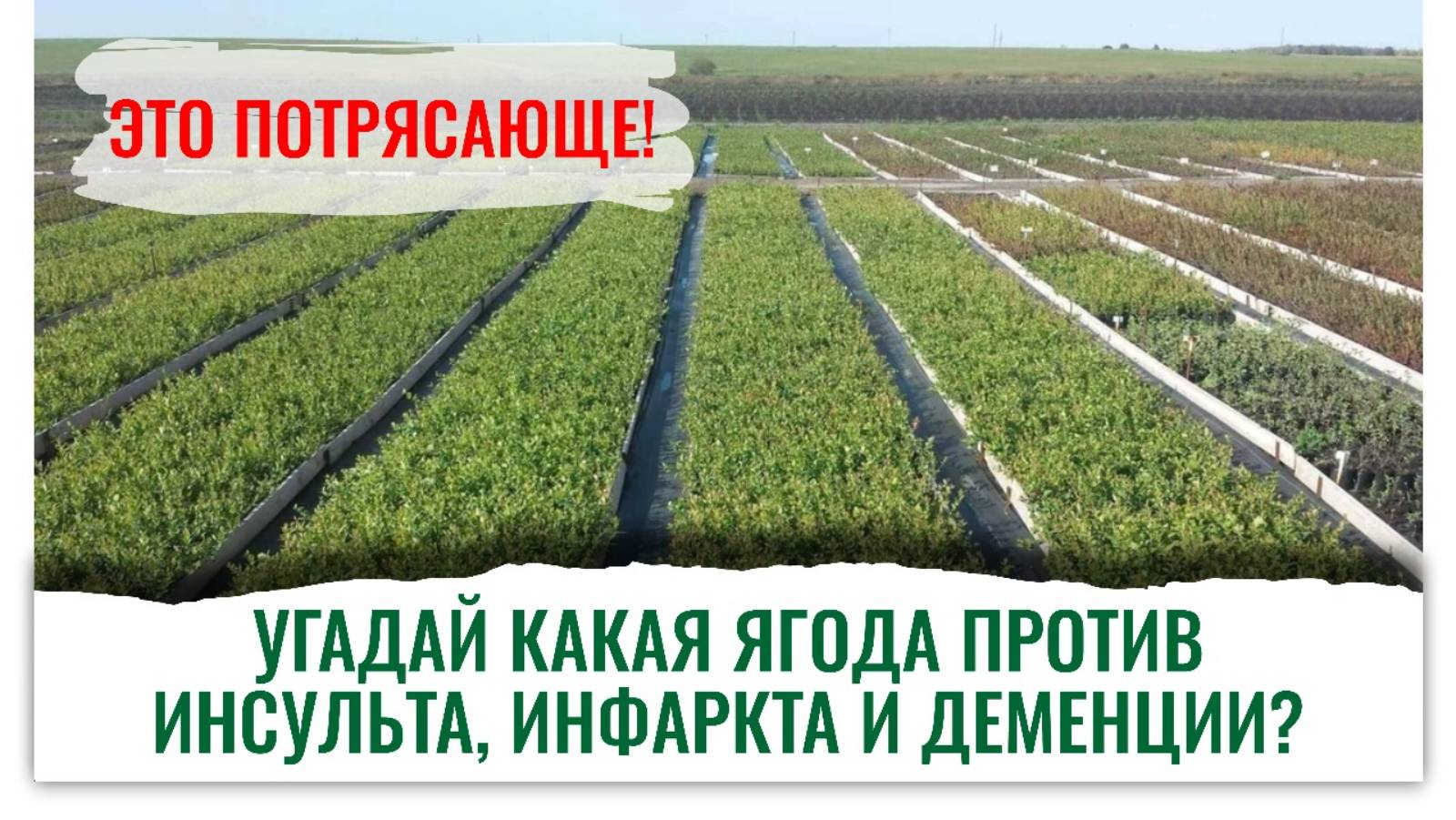 Уникальная, просто потрясающая экоголубика, которая оздоравливает! Смотри видео