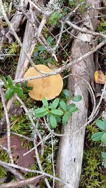 Белые крепыши в лесополосе 🌲