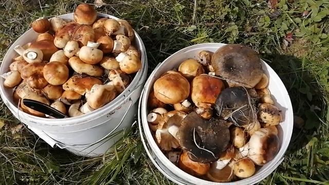 Тихая охота продолжается