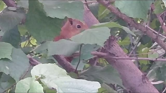 РОЗЫ белки колибри прогулка ЦВЕТЫ- симметрии красоты- жизнь ПЧЕЛЫ -дорога цветов и