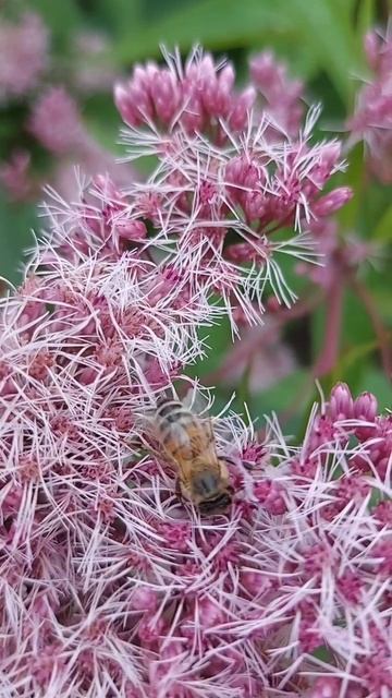 Хороша Сибирская осень