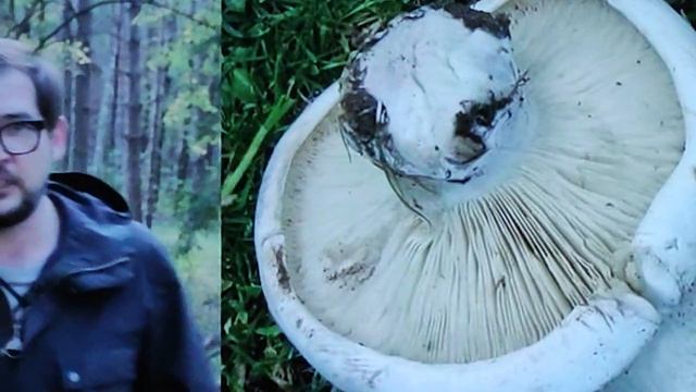 Грибы из Красной книги. Тихая охота