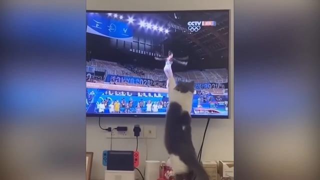 Смешные животные