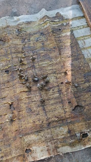 Что с пчелой?