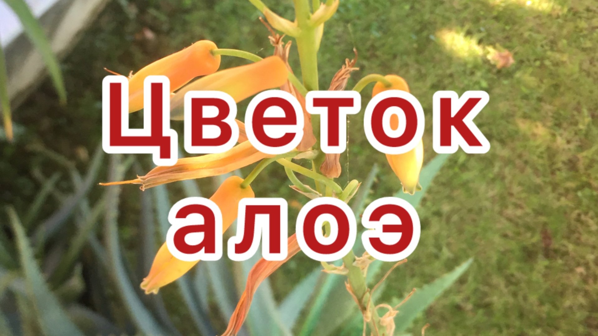 Как цветёт алоэ.