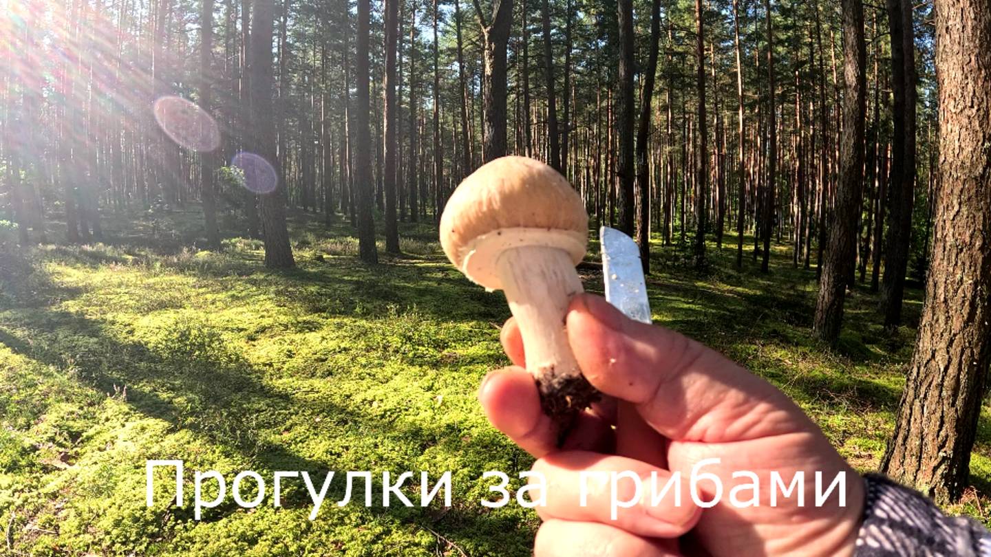 Прогулки за грибами.  Собираю цыганки, пока они еще есть (колпак кольчатый).