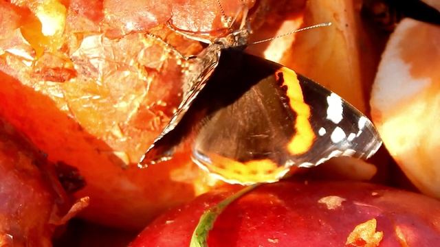 Бабочка Адмирал 0