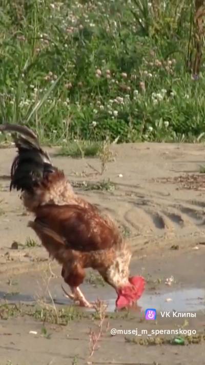 Коротко о Черкутино 1