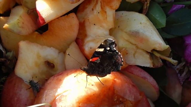 Бабочка Адмирал 2