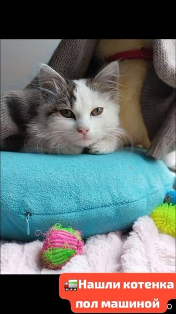 Новенький:Котенок найден под машиной.Поселили в общем  коридоре подъезда.Сеголня принесли в приют.