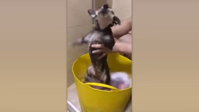 Смешные животные