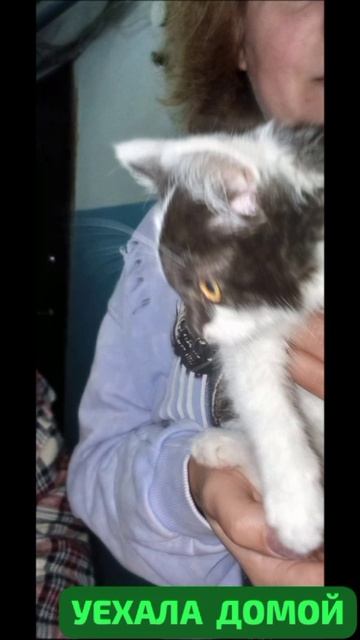 Превосходная новость! Одна из двух котят нашла дом! Сегодня уехала к добрым  людям.
