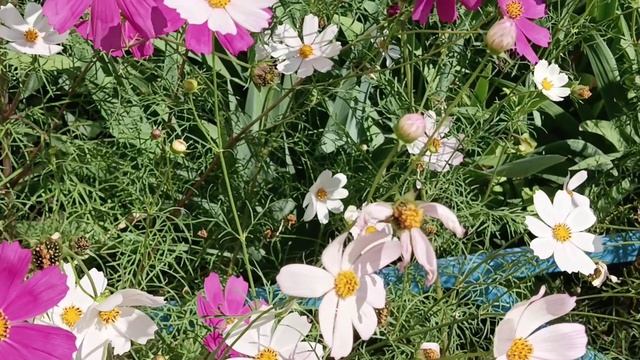 РОЗЫ белки колибри прогулка ЦВЕТЫ- симметрии красоты- жизнь ПЧЕЛЫ -дорога цветов белка