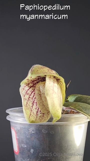 Paphiopedilum myanmaricum