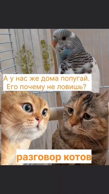 Сериал #ДваКота: продуманный Васька 😅🔥😸 #котики #юмор #анекдот #прикол #мем #коты #смешныекоты #рек