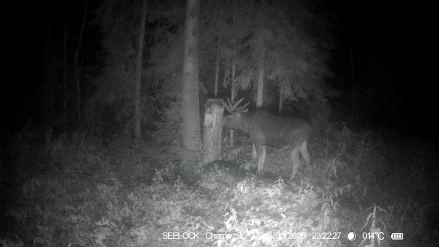 SEELOCK S308W #16 / Солонец №7