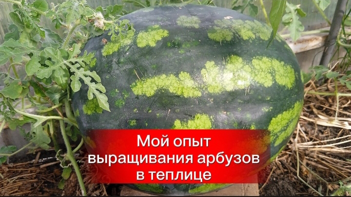 Выращивание арбузов в теплице, мой опыт