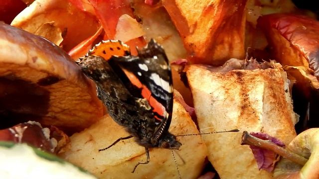 Бабочка Адмирал 3