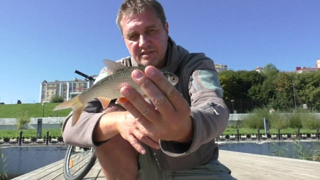 Ловля плотвы на поплавочную удочку в сентябре. Карась клюет в утренние часы.