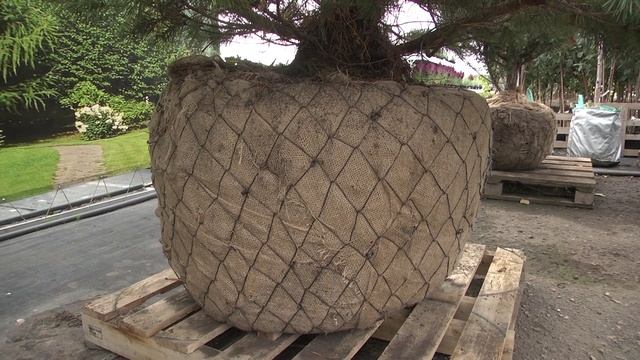 ОБЗОР! Хвойные собственного производства