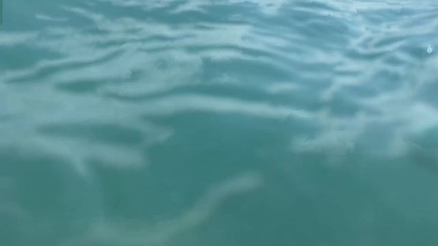 Адлер. Подводный мир в районе Сириуса