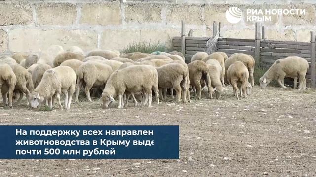 У нас только "цигайские" - как в крымской степи развивается овцеводство