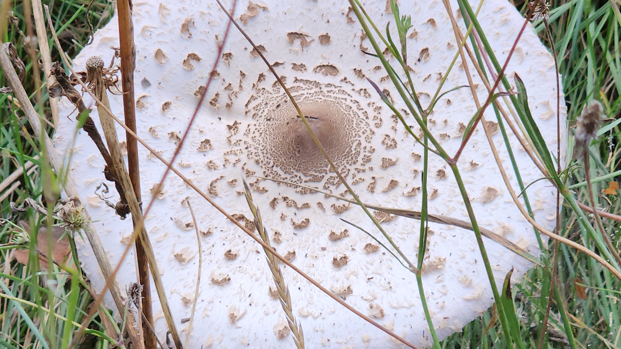 Зонтики в лесу