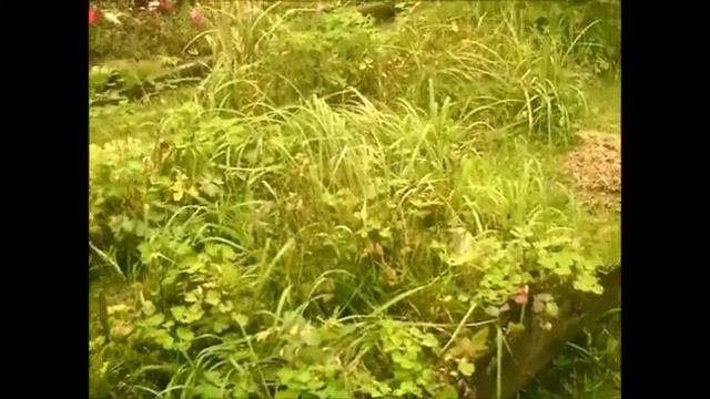 26-2016 ОСЕНЬ на даче, планы на будущий год...