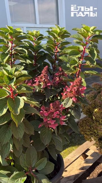 Обзор садового центра ЁЛЫ-ПАЛЫ