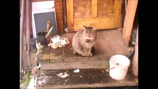 30-2016 КОТИК В ДОБРЫЕ РУКИ!