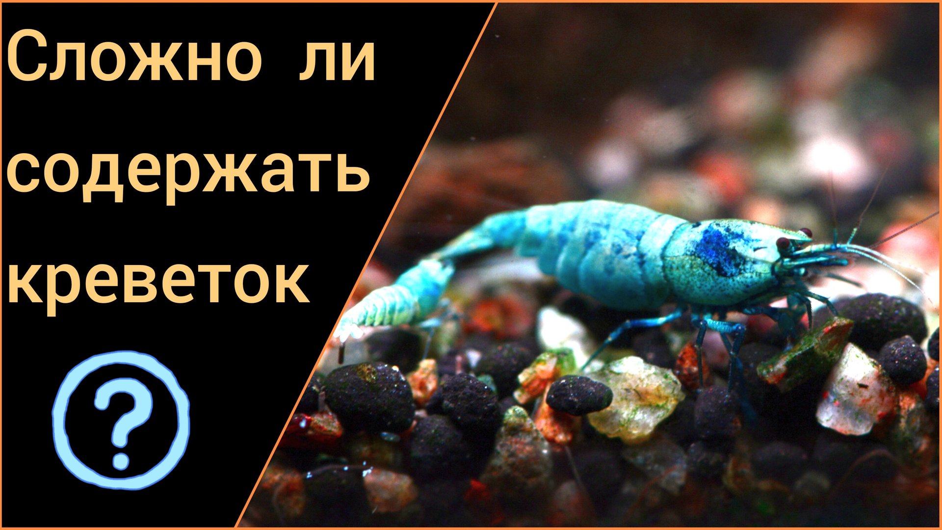 Сложно ли содержать креветок?