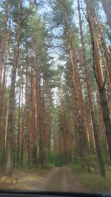 воспоминания о лете, море, палатках.......