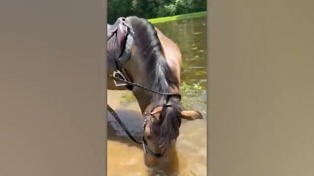 Смешные животные