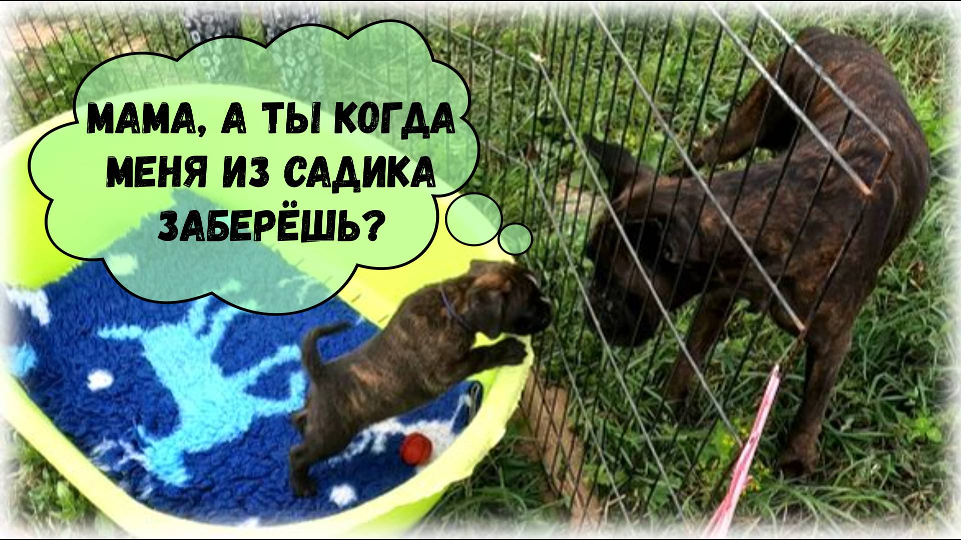 Первая прогулка щенков немецкого боксёра.