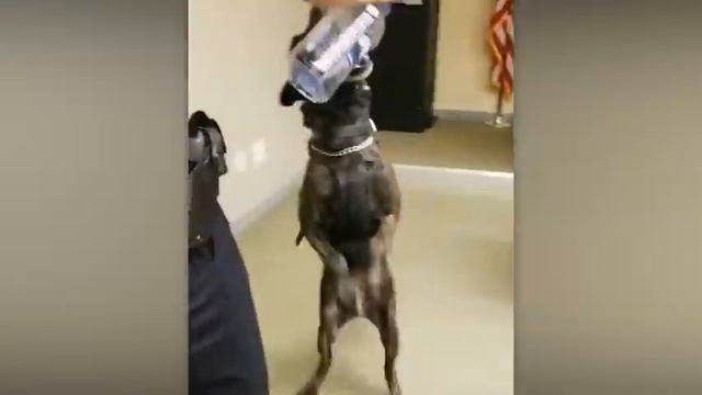 Смешные животные